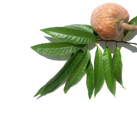 Photos, illustrations et vidéos de cachiman