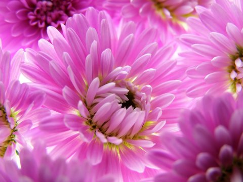 Lilla Bilder – Durchsuchen 5,875 Archivfotos, Vektorgrafiken und Videos ...