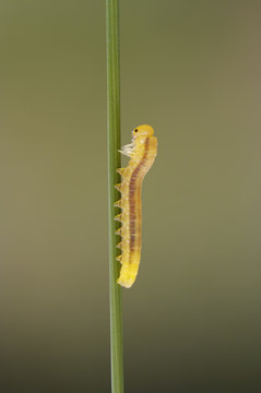Palmerworm Bilder – Durchsuchen 31 Archivfotos, Vektorgrafiken und ...