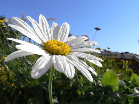 รูปภาพMargerite – เลือกดูภาพถ่ายสต็อก เวกเตอร์ และวิดีโอ9,411 | Adobe Stock