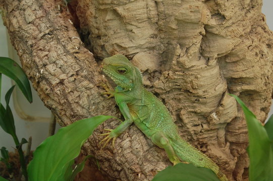 Gffgg - Images et vidéos libres de droits | Adobe Stock