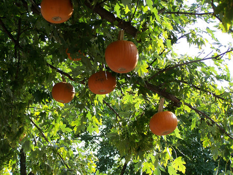 Pumpkin Tree