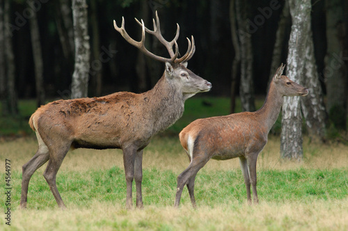"Cerf et biche" photo libre de droits sur la banque d'images Fotolia ...