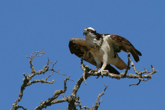 รูปภาพEaglet – เลือกดูภาพถ่ายสต็อก เวกเตอร์ และวิดีโอ1,461 | Adobe Stock