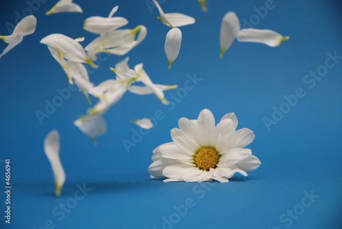 Falling Daisy Wallpaper