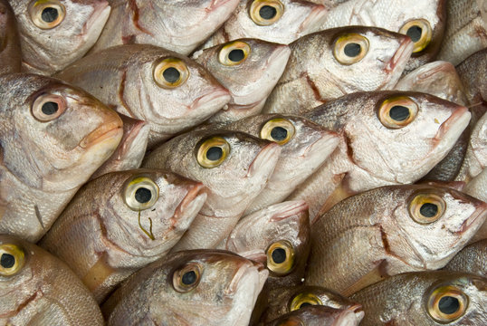 รูปภาพ"Fresh Fish" – เลือกดูภาพถ่ายสต็อก เวกเตอร์ และวิดีโอ49,182 ...