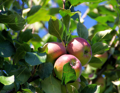 Obst-Anbau Bilder – Durchsuchen 16,910 Archivfotos, Vektorgrafiken und ...