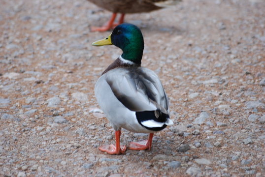 Fggfd Images – Browse 2 Stock Photos, Vectors, and Video | Adobe Stock