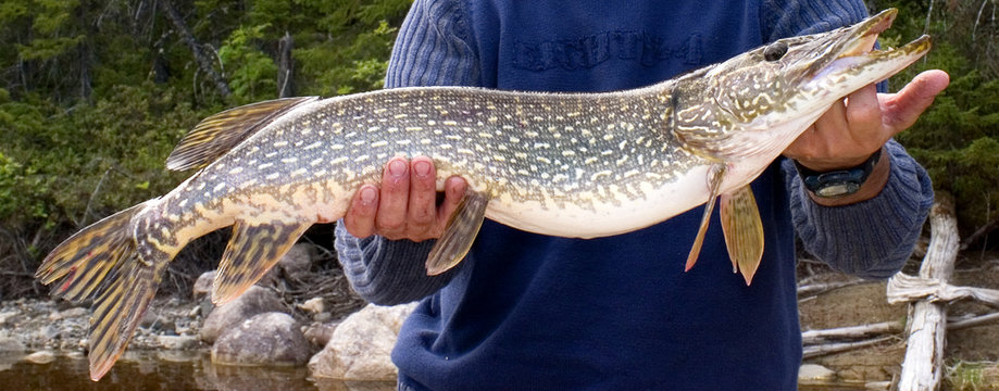 "Northern Pike" Images – Browse 8,914 Stock Photos, Vectors, and Video ...