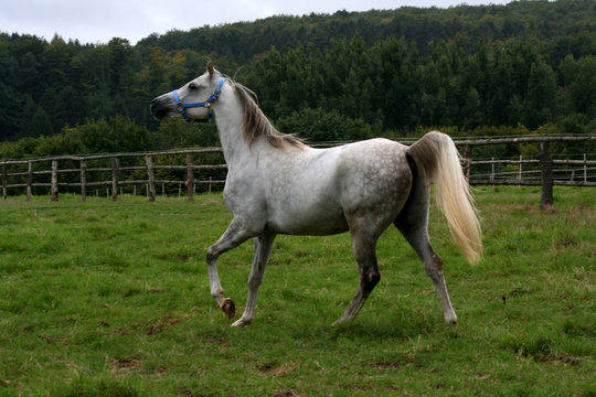 รูปภาพApfelschimmel – เลือกดูภาพถ่ายสต็อก เวกเตอร์ และวิดีโอ491 | Adobe ...