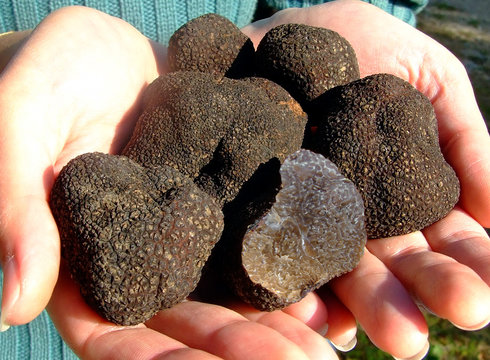 Truffes Images – Browse 28 Stock Photos, Vectors, and Video | Adobe Stock
