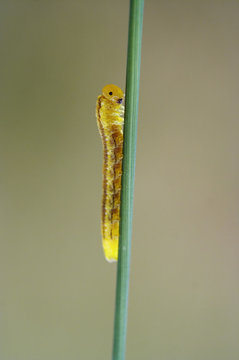 Palmerworm Bilder – Durchsuchen 31 Archivfotos, Vektorgrafiken und ...