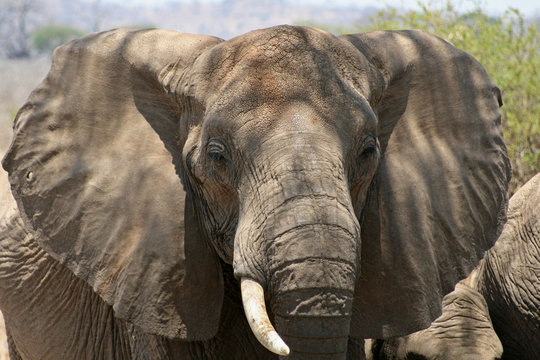 Eliphant Images – Browse 20 Stock Photos, Vectors, and Video | Adobe Stock