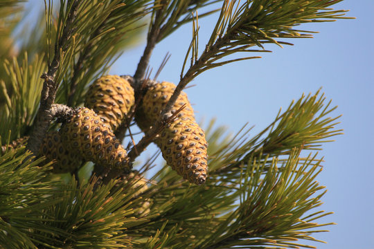 รูปภาพPigne – เลือกดูภาพถ่ายสต็อก เวกเตอร์ และวิดีโอ3,219 | Adobe Stock