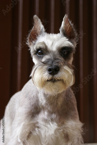 "Perro Chandoso 2" Fotos de archivo e imágenes libres de derechos en ...
