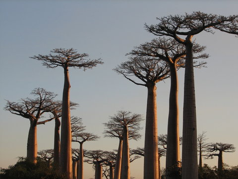Imagens de Embondeiro – Explore Fotografias do Stock, Vetores e Vídeos ...