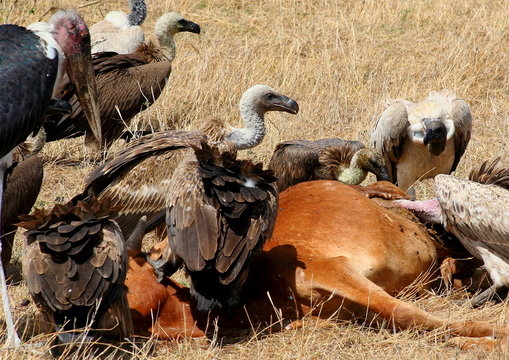 รูปภาพVerwesung – เลือกดูภาพถ่ายสต็อก เวกเตอร์ และวิดีโอ735 | Adobe Stock
