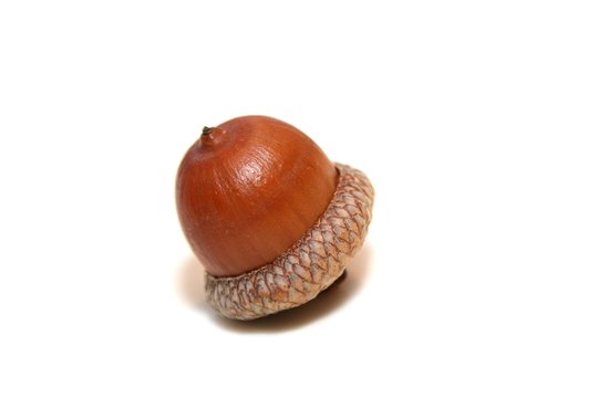 Eichel Images – Browse 6,319 Stock Photos, Vectors, and Video | Adobe Stock