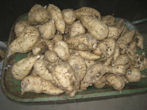 รูปภาพTubero – เลือกดูภาพถ่ายสต็อก เวกเตอร์ และวิดีโอ1,288 | Adobe Stock