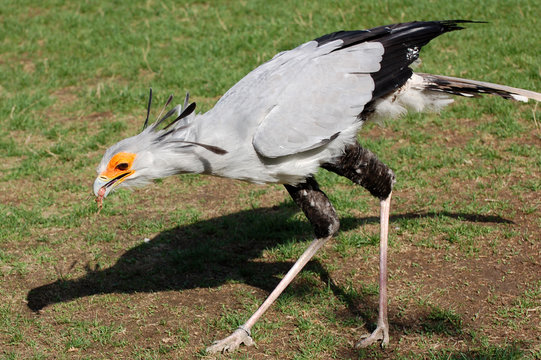 "Messager Serpentaire" Images – Browse 3 Stock Photos, Vectors, and ...