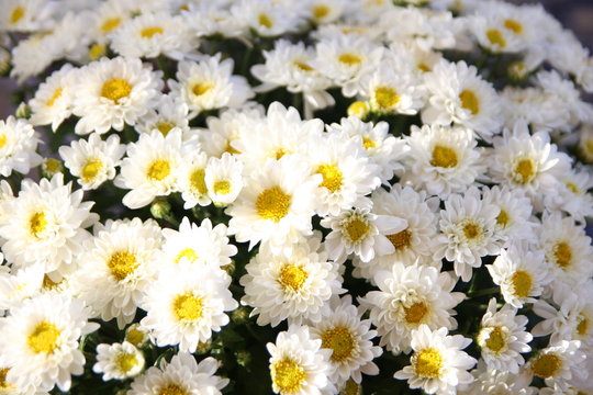 「Malmequer」の画像 - 653 件の Stock 写真、ベクターおよびビデオ | Adobe Stock