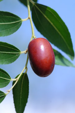 Giuggiola Images – Browse 97 Stock Photos, Vectors, and Video | Adobe Stock