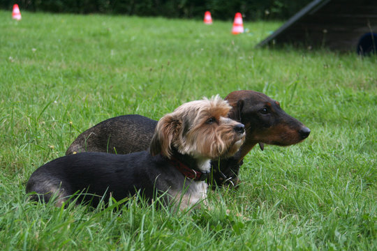 รูปภาพYorki – เลือกดูภาพถ่ายสต็อก เวกเตอร์ และวิดีโอ354 | Adobe Stock