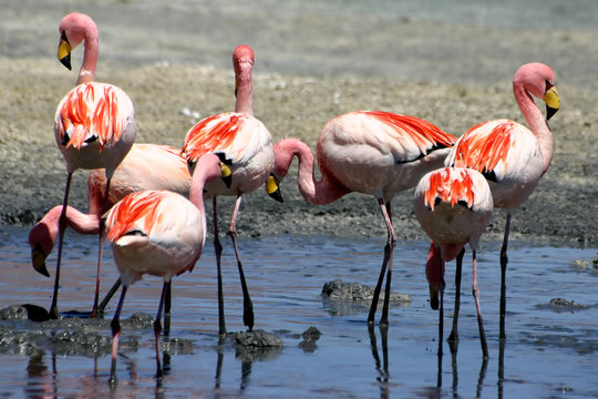 รูปภาพFlamand – เลือกดูภาพถ่ายสต็อก เวกเตอร์ และวิดีโอ2,883 | Adobe Stock