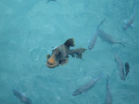 รูปภาพPollyfish – เลือกดูภาพถ่ายสต็อก เวกเตอร์ และวิดีโอ6,968 | Adobe Stock