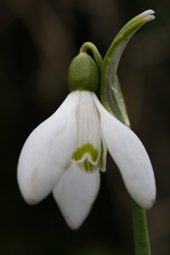 Perce-Neige Images – Browse 702 Stock Photos, Vectors, and Video ...