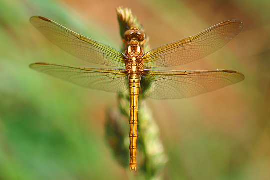 Libelinha Images – Browse 86 Stock Photos, Vectors, and Video | Adobe Stock