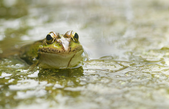 "Sapo Bilder – Durchsuchen 2,494 Archivfotos, Vektorgrafiken und Videos ...