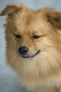 Chient Images – Browse 15 Stock Photos, Vectors, and Video | Adobe Stock