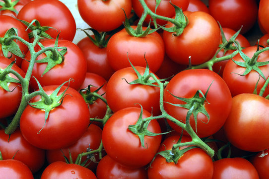 รูปภาพTomatenstaude – เลือกดูภาพถ่ายสต็อก เวกเตอร์ และวิดีโอ131 | Adobe ...