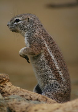 รูปภาพTieraugen – เลือกดูภาพถ่ายสต็อก เวกเตอร์ และวิดีโอ268 | Adobe Stock