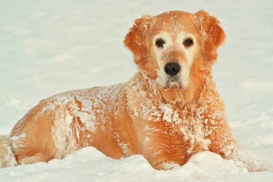 Guileless Images – Parcourir 1,106 le catalogue de photos, vecteurs et ...