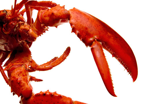 Krebstier Bilder – Durchsuchen 278,674 Archivfotos, Vektorgrafiken und ...