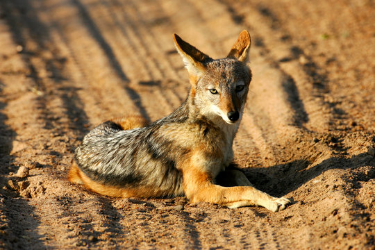 รูปภาพJackals – เลือกดูภาพถ่ายสต็อก เวกเตอร์ และวิดีโอ24,646 | Adobe Stock