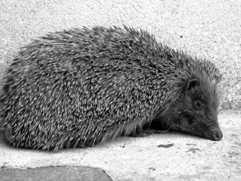 Herisson Bilder – Durchsuchen 547 Archivfotos, Vektorgrafiken und ...