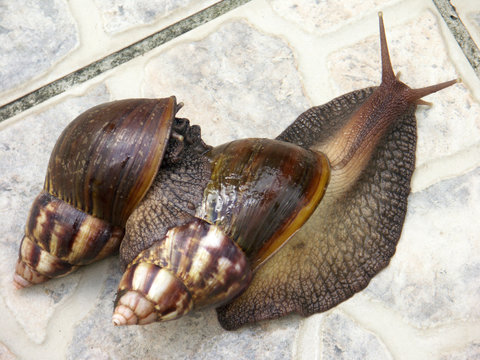 รูปภาพReptation – เลือกดูภาพถ่ายสต็อก เวกเตอร์ และวิดีโอ83 | Adobe Stock