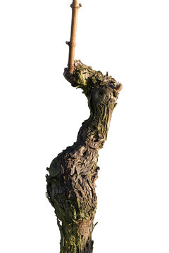 Rebstock 이미지 – 찾아보기 10,054 스톡 사진, 벡터 및 비디오 | Adobe Stock