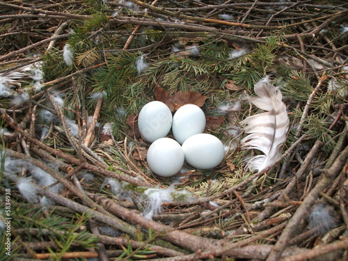 "goshawk eggs" Stock photo and royalty-free images on Fotolia.com - Pic ...