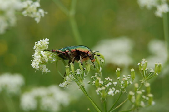Scarabee Bilder – Durchsuchen 153 Archivfotos, Vektorgrafiken und ...