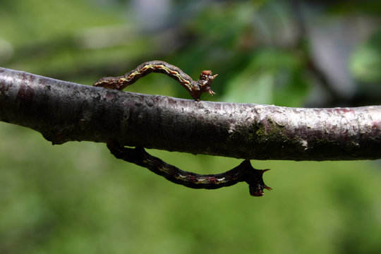 「Bruchi」の写真素材 | 211件の無料イラスト画像 | Adobe Stock