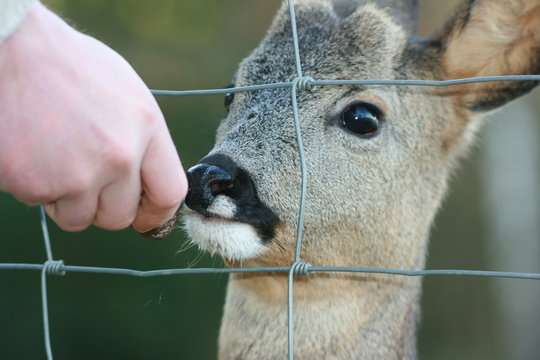 Rehaugen Bilder – Durchsuchen 4,318 Archivfotos, Vektorgrafiken und ...