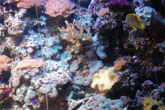 Tij Images – Browse 61 Stock Photos, Vectors, and Video | Adobe Stock