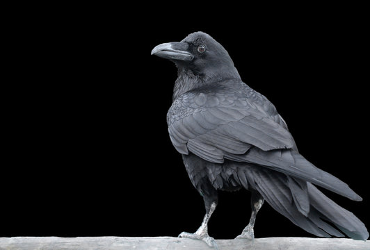 Imagens de Rabe – Explore Fotografias do Stock, Vetores e Vídeos de ...