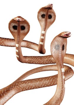 รูปภาพKobra – เลือกดูภาพถ่ายสต็อก เวกเตอร์ และวิดีโอ937 | Adobe Stock