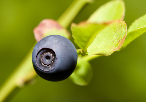 Whortleberry-Bush Images – Browse 16 Stock Photos, Vectors, and Video ...