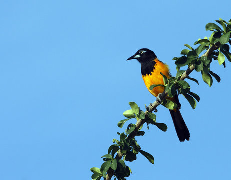 Trupial Images – Browse 57 Stock Photos, Vectors, and Video | Adobe Stock